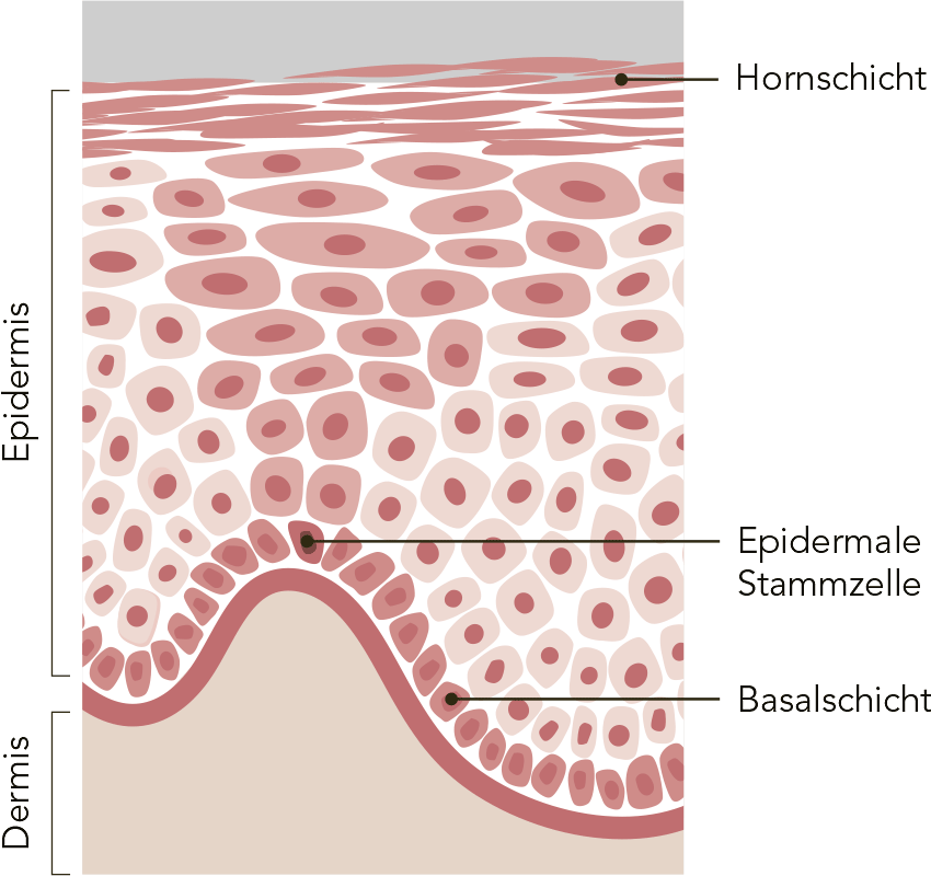 Stem Cell Properties