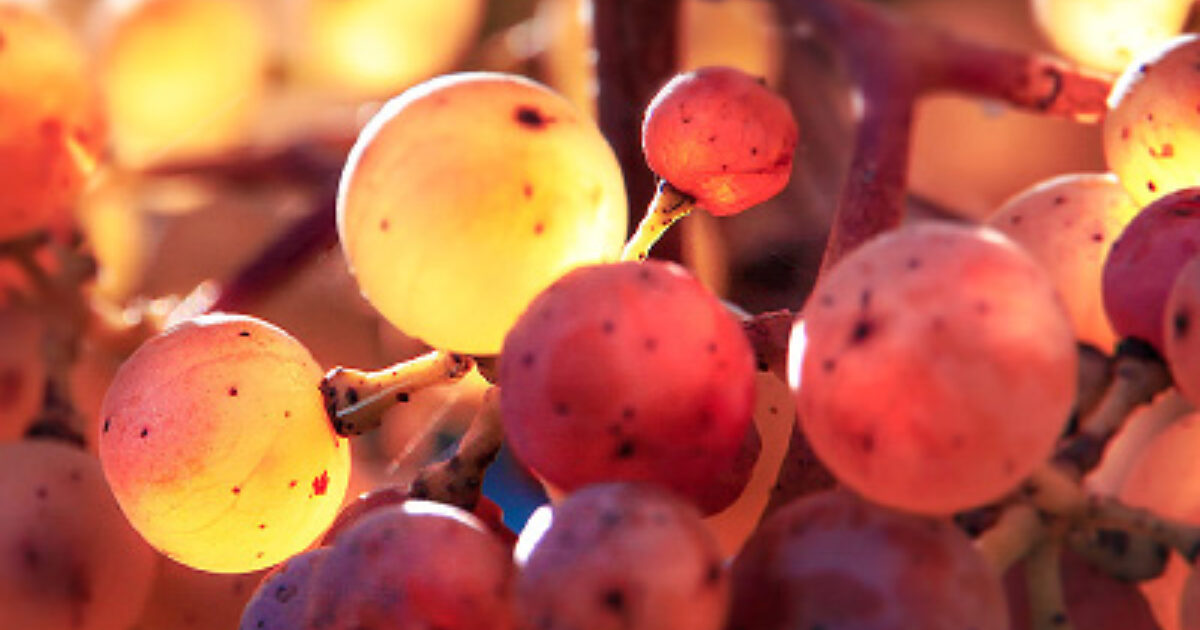 PhytoCellTec™ Solar Vitis/Vitis Vinifera