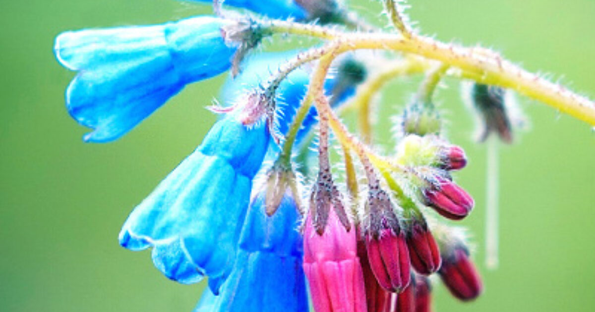 PhytoCellTec™ Symphytum